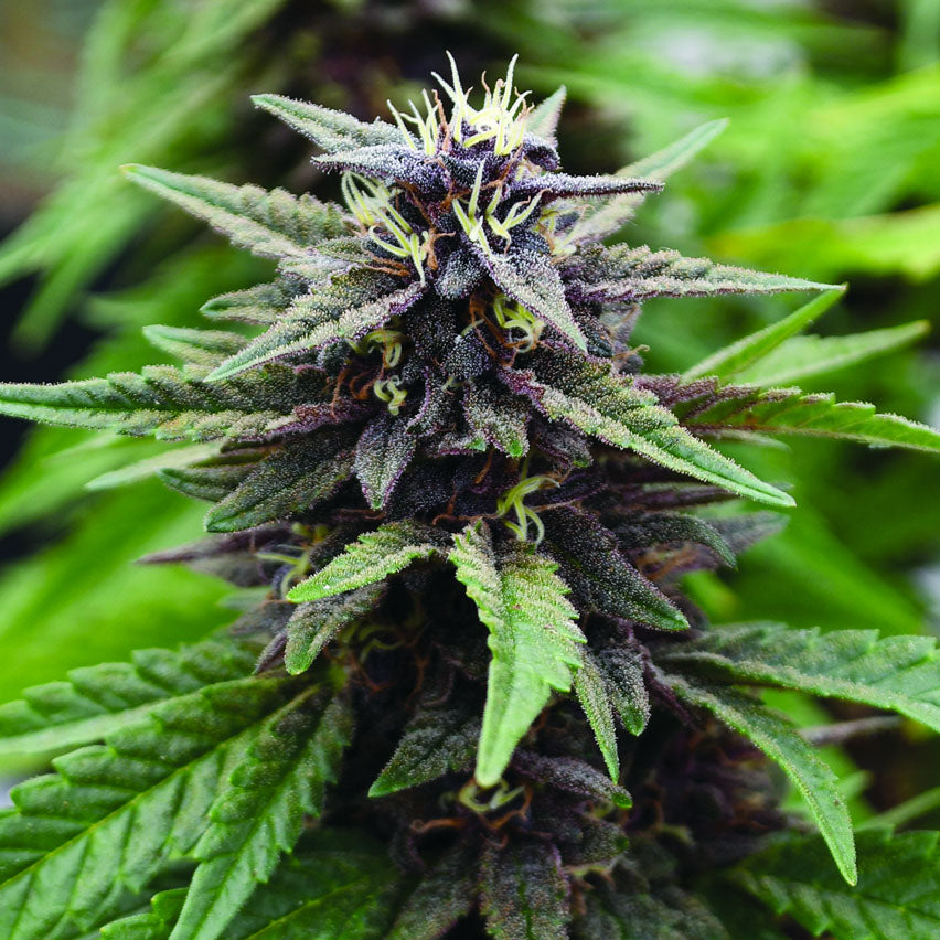 Royal Purple Kush CBD - Feminzed - Emerald Triangle Seeds – Jersey Seed ...